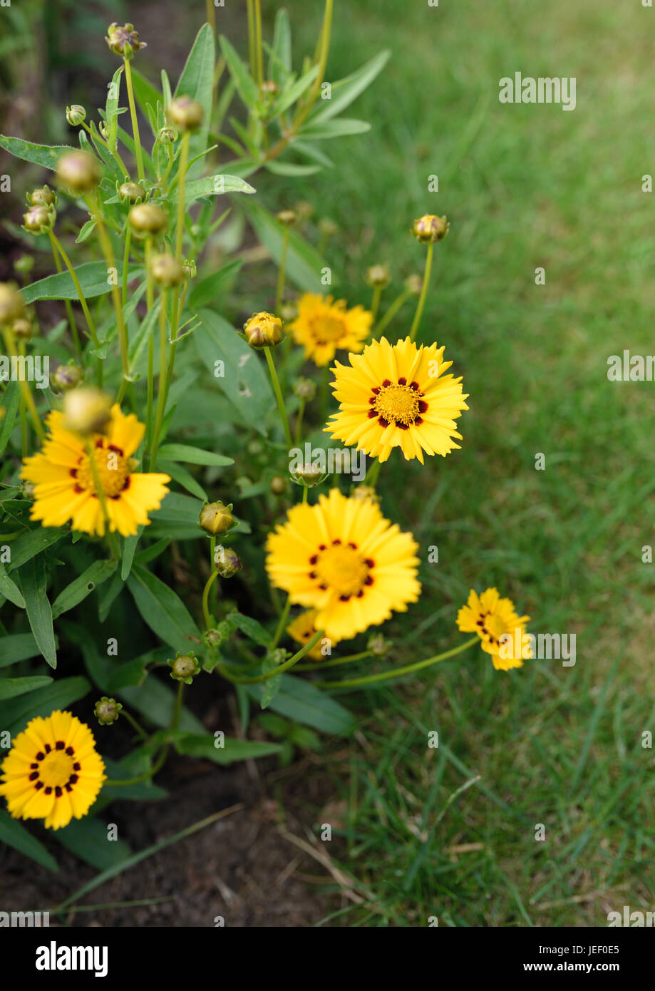 Coreopsis baby gold flowers, flower heads with soft focus grass in the ...