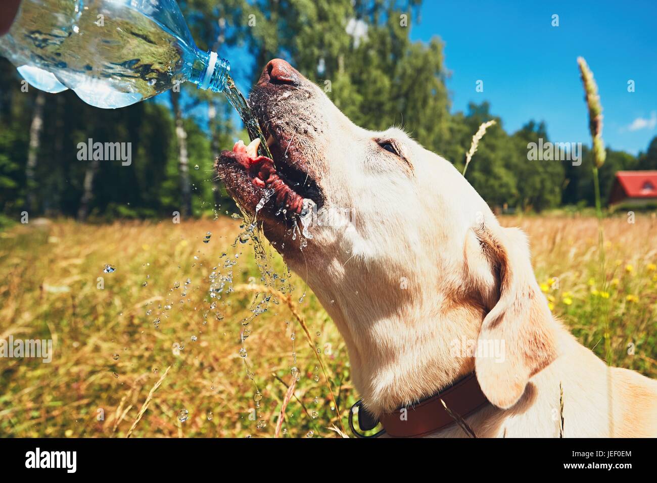 Summer day with dog in nature. Thirsty yellow labrador retriever ...
