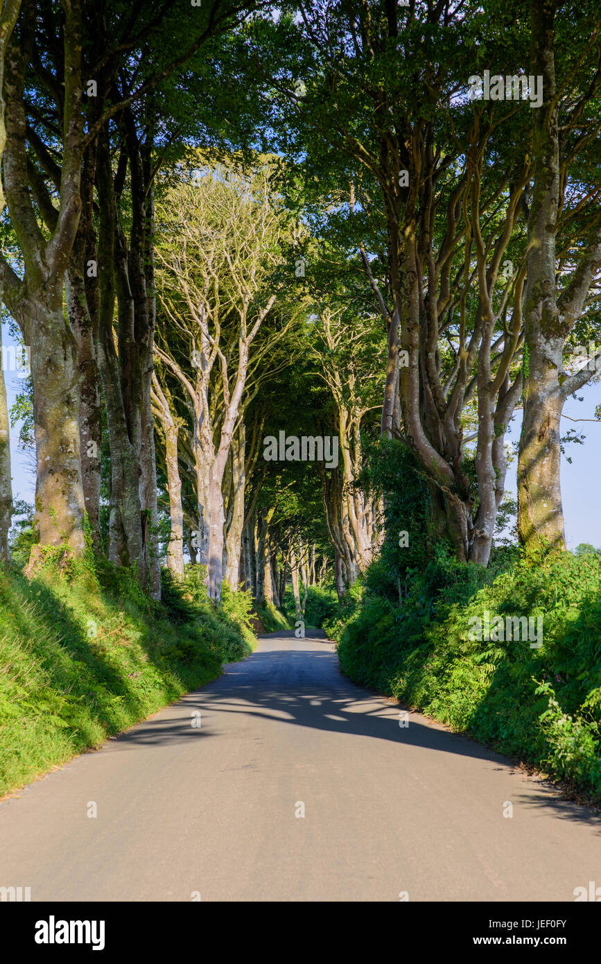 Sunny lane hi-res stock photography and images - Alamy