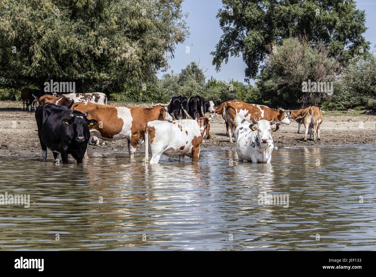 Danube, Serbia - Herd of cows cooling themselves in the river Stock ...