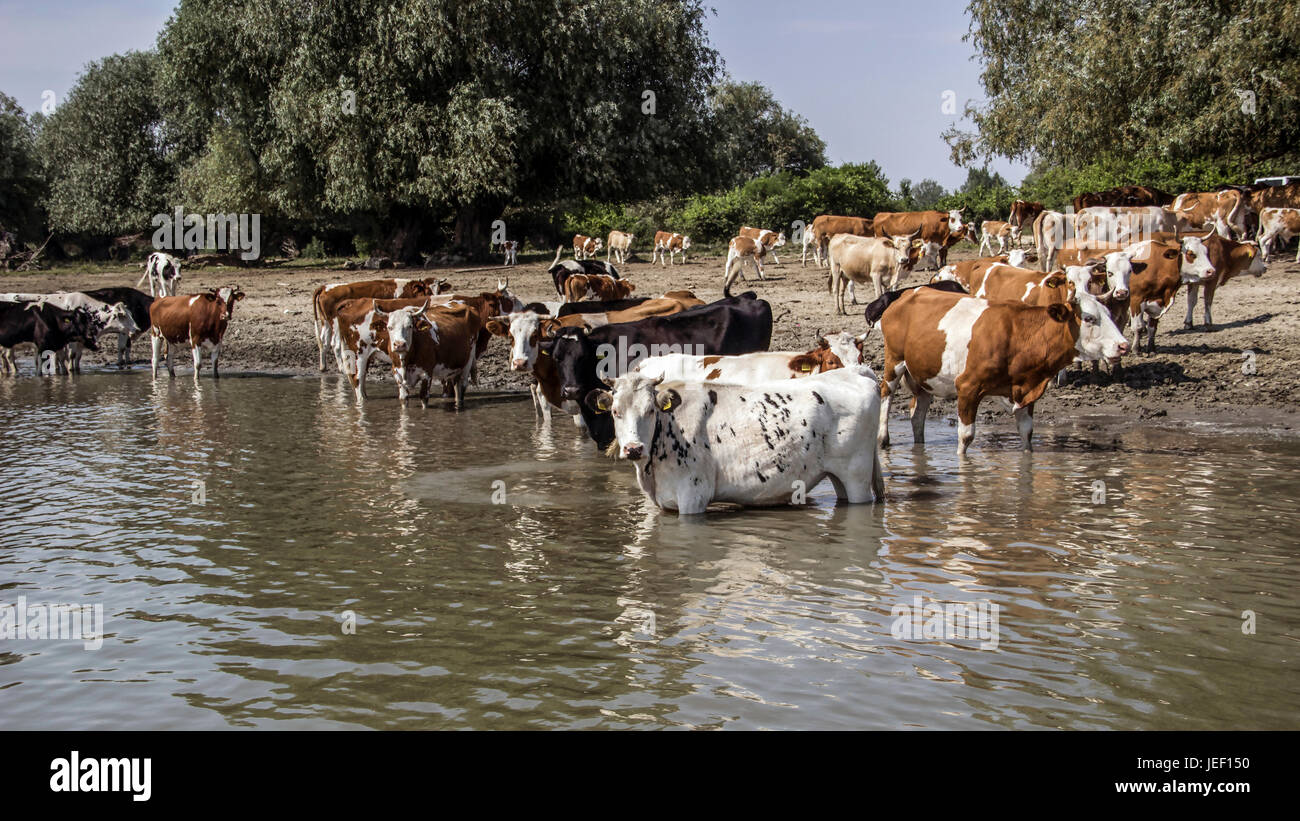 Danube, Serbia - Herd of cows cooling themselves in the river Stock ...