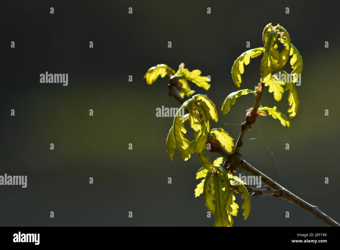 A young white oak tree hi-res stock photography and images - Alamy
