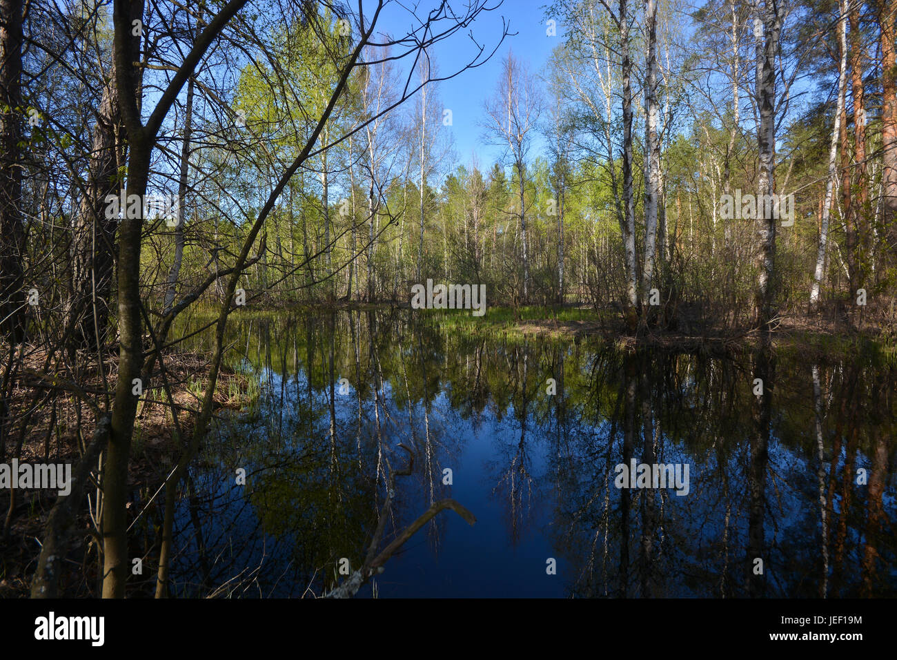 Spring in the forest. May landscape in the national park of central ...