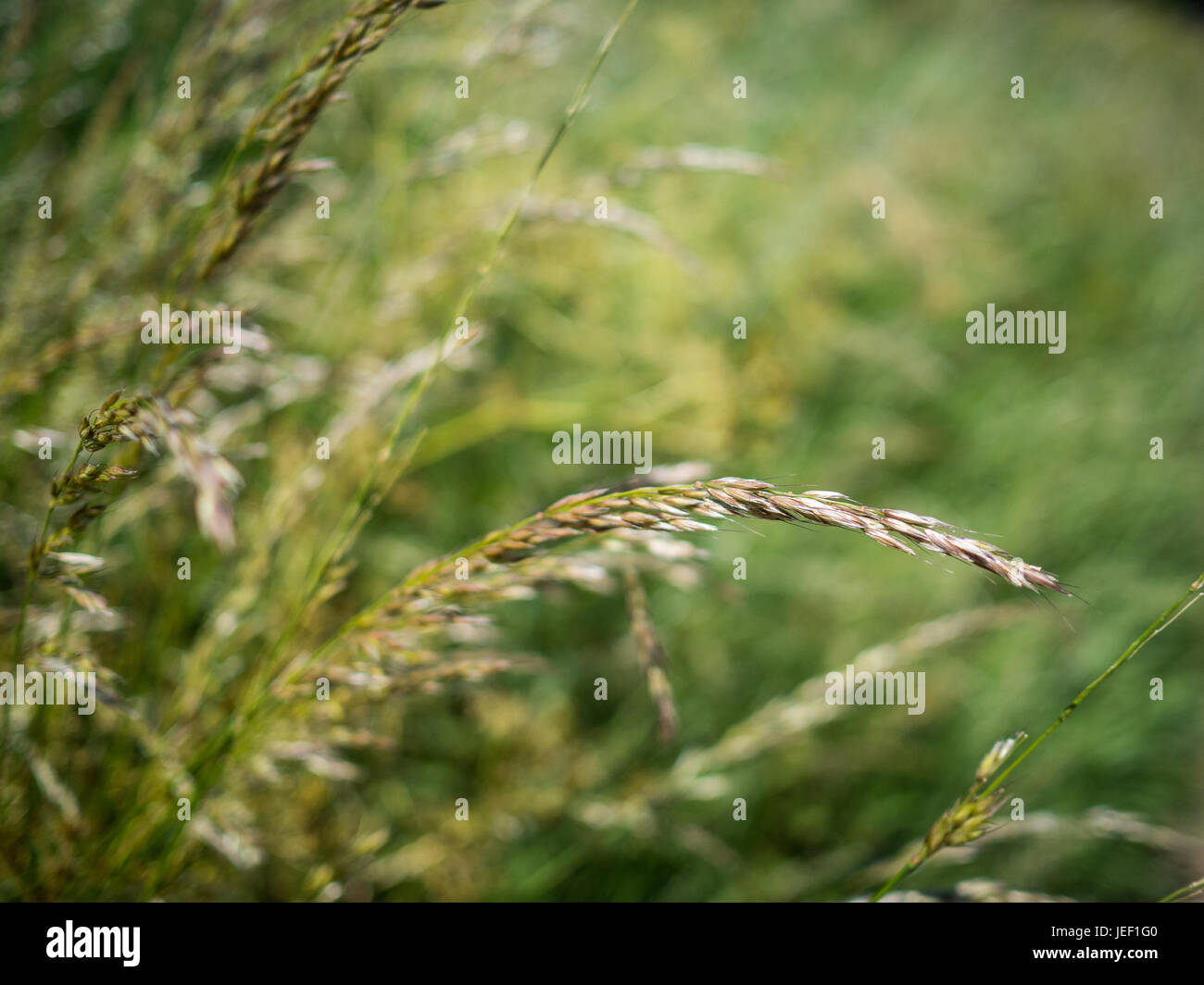 Fever grass hi-res stock photography and images - Alamy