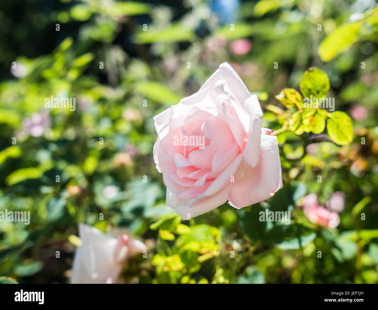 Pale pink rose flower hi-res stock photography and images - Alamy