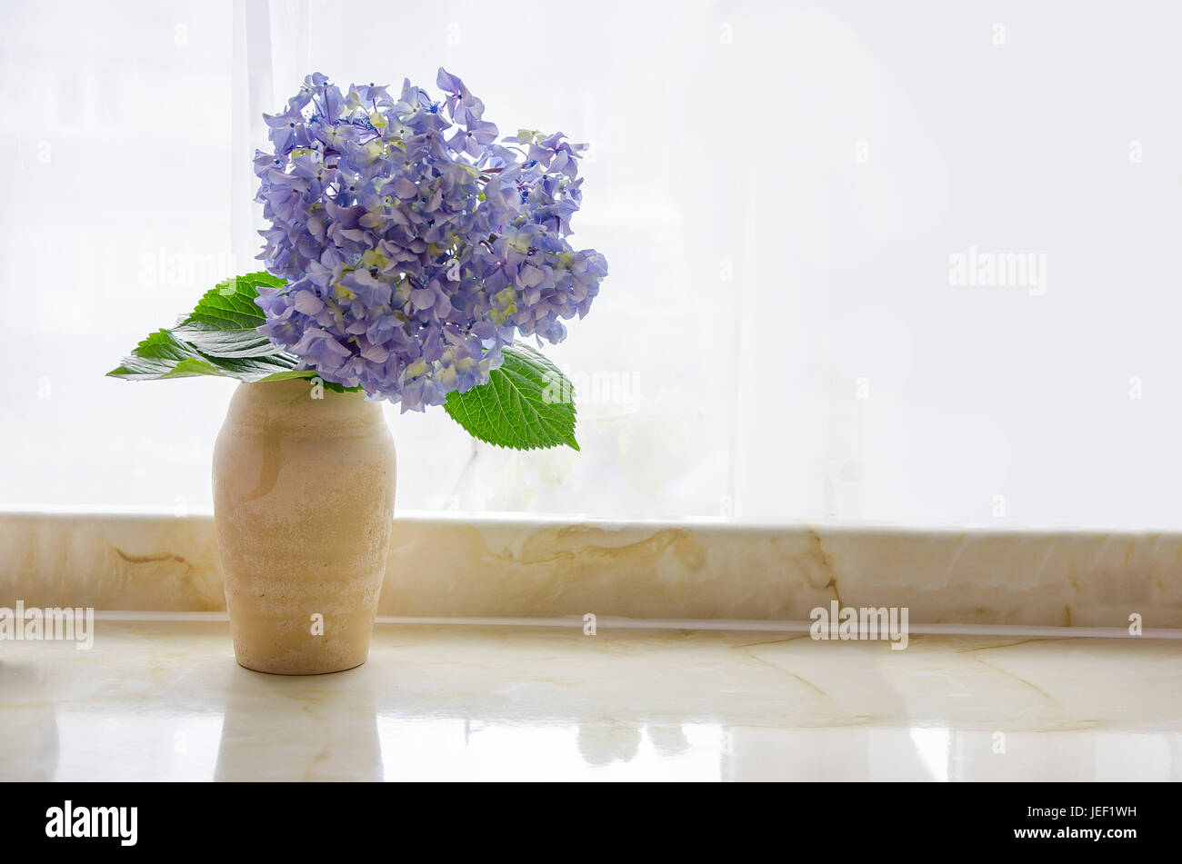 Hydrangea by the window hi-res stock photography and images - Alamy
