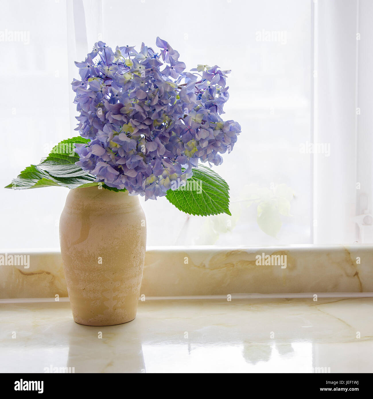 huge blue hydrangea in a vase against a window backlight Stock Photo ...