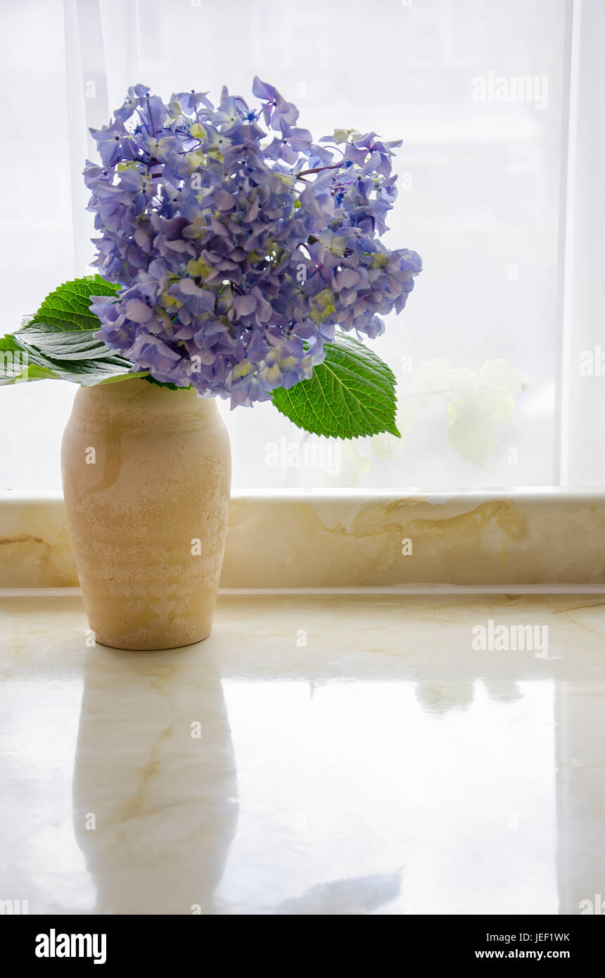 huge blue hydrangea in a vase against a window backlight Stock Photo ...