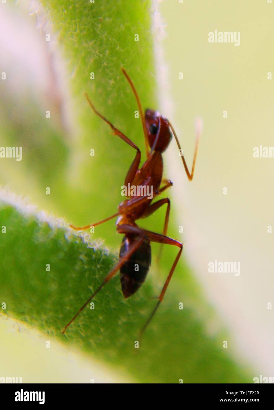 Weaver ants on a stem hi-res stock photography and images - Alamy