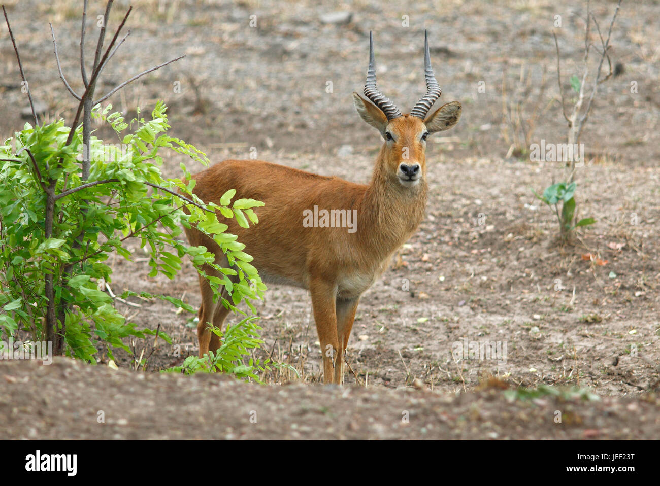 African antelope hi-res stock photography and images - Alamy
