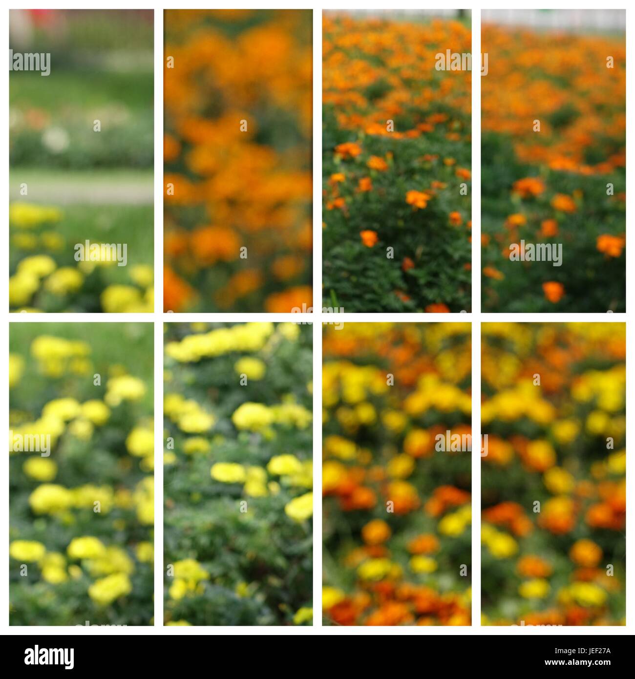 Flower Garden Collage.Jpg Stock Photo - Alamy