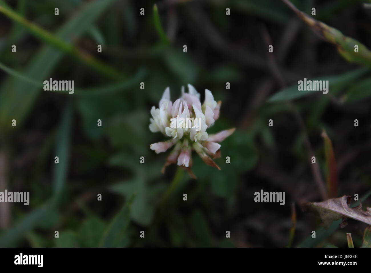 Beautiful clover in bloom Stock Photo - Alamy