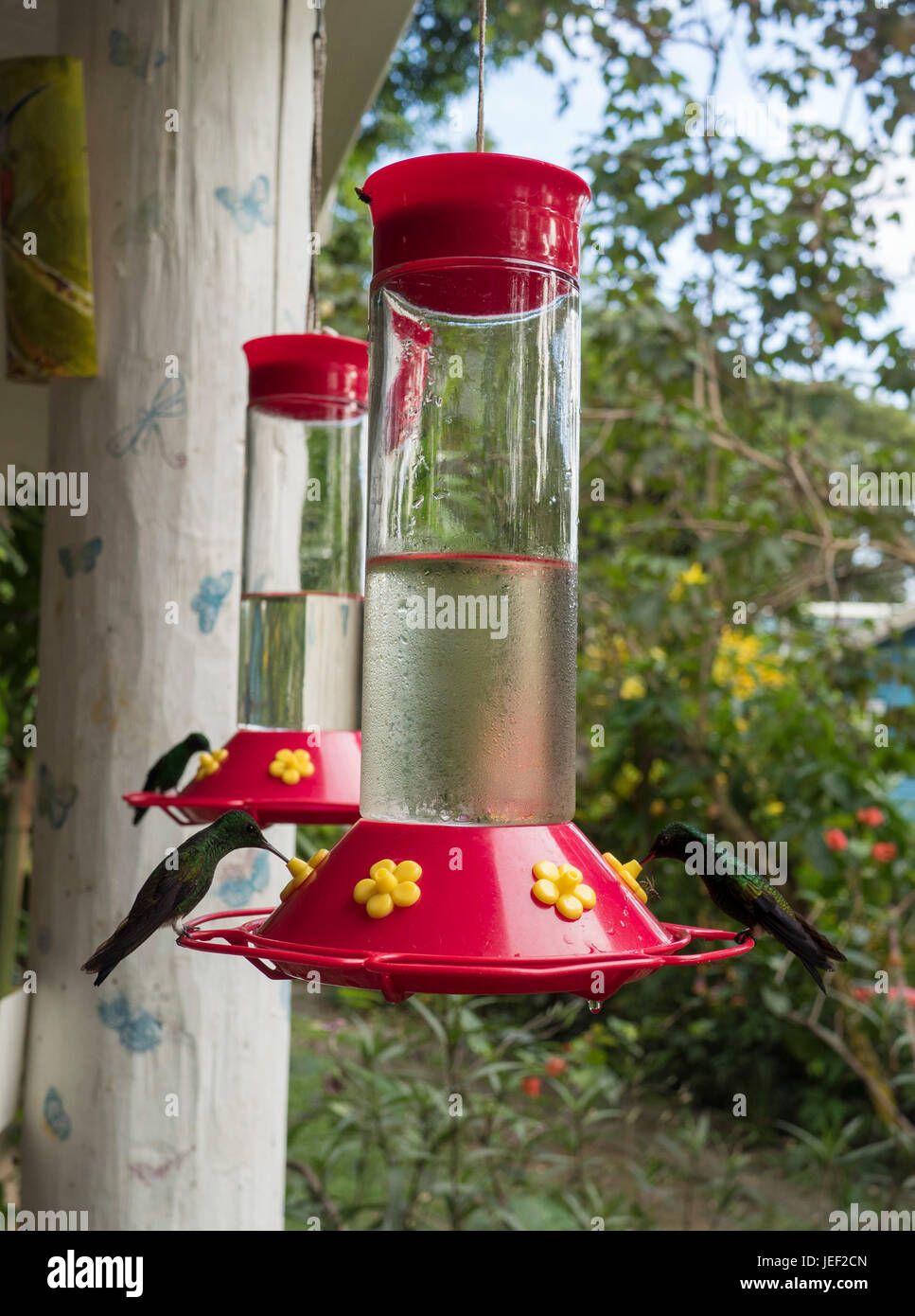 Humming bird drinking from the Bird Feeder Stock Photo - Alamy