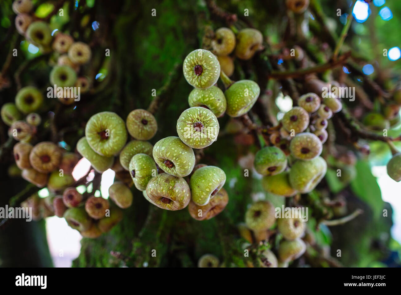 Elephant Ear Fig Tree in Iguazu Falls, Misiones, Argentina Stock Photo ...