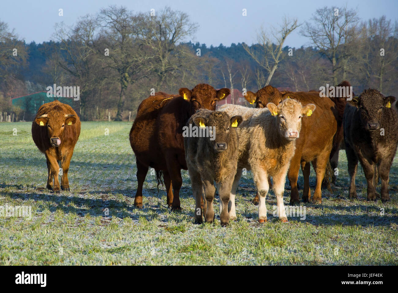 Rinderherde hi-res stock photography and images - Alamy