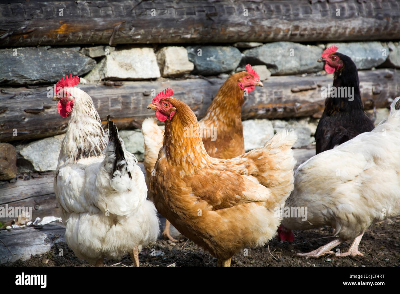 Freely running chickens on a farm in Austria., Frei laufende Hühner auf ...
