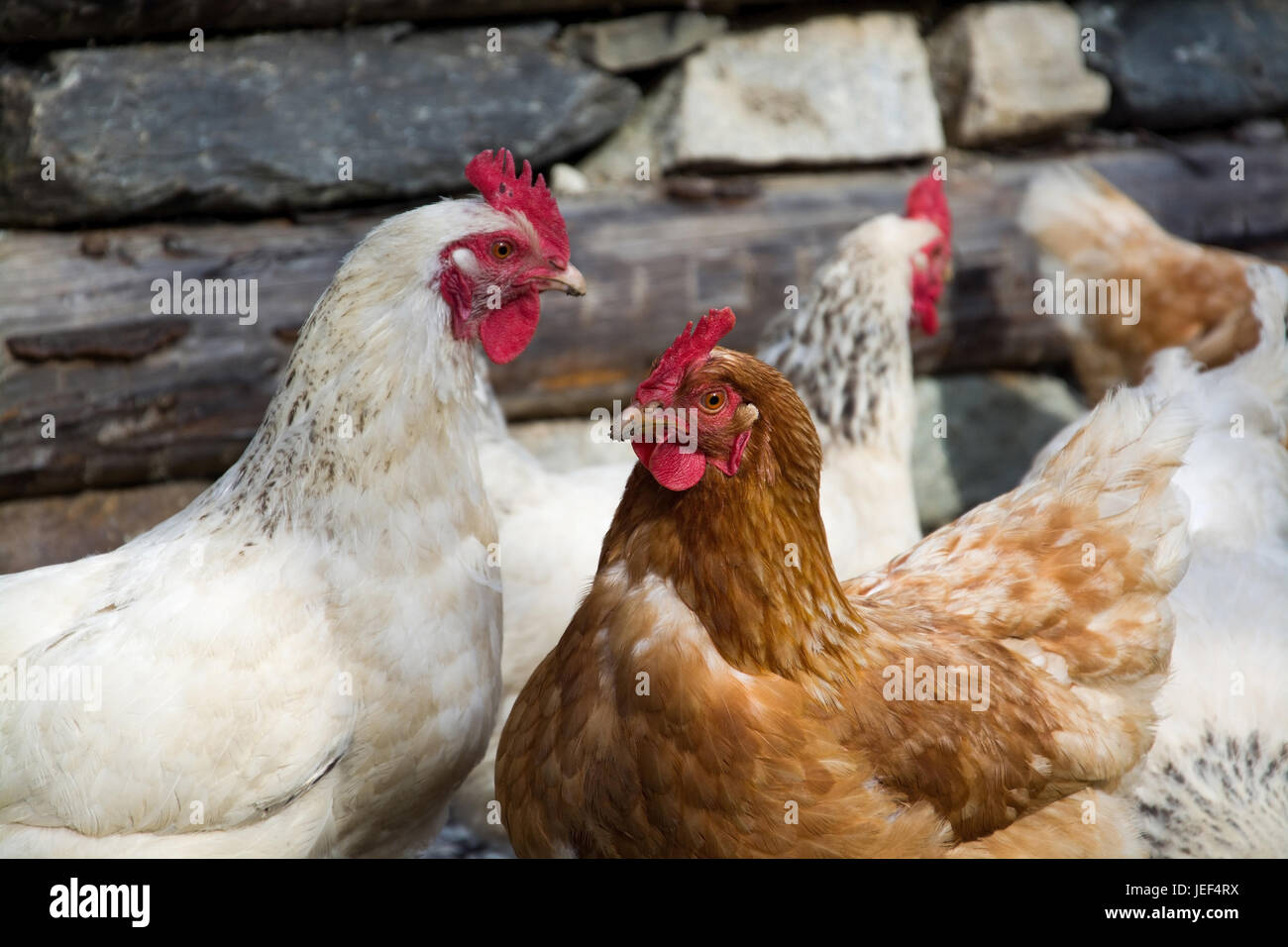 Freely running chickens on a farm in Austria., Frei laufende Hühner auf ...