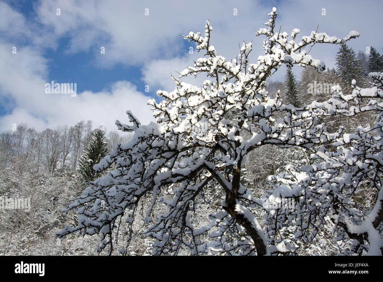 Snow-covered tree takes photos in April in Austria., Verschneiter Baum ...
