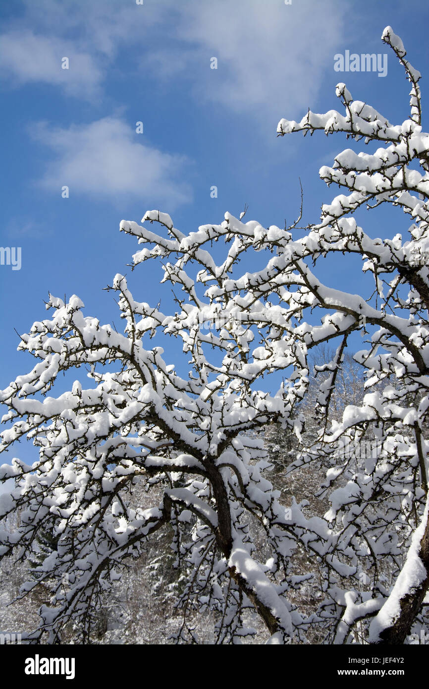 Snow-covered tree takes photos in April in Austria., Verschneiter Baum ...
