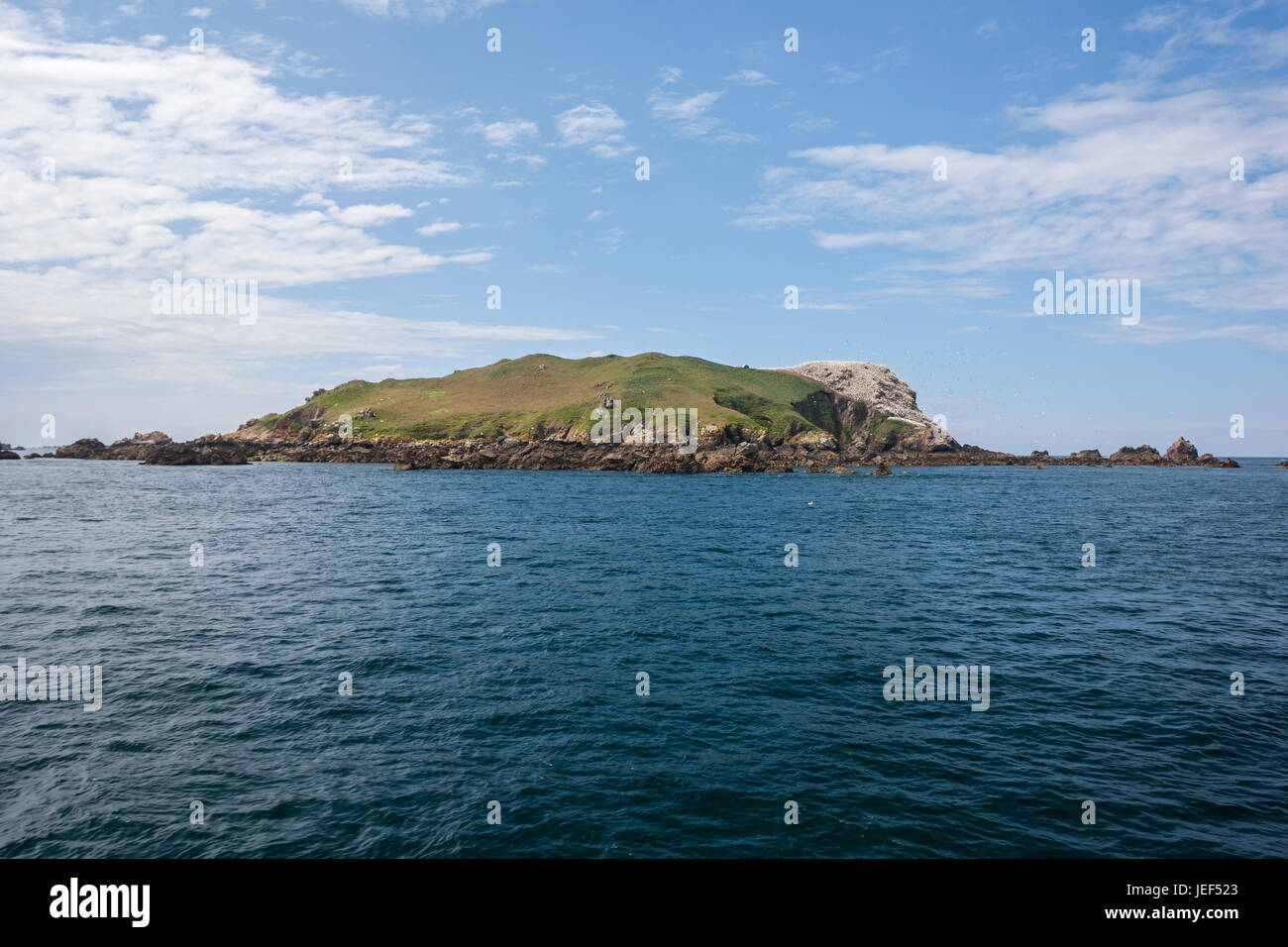 Colony of Northern Gannet (Morus bassanus) on Rouzic island, The ...