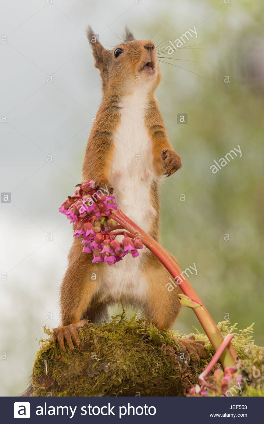 Mouth Open Close Up Shout High Resolution Stock Photography and Images ...