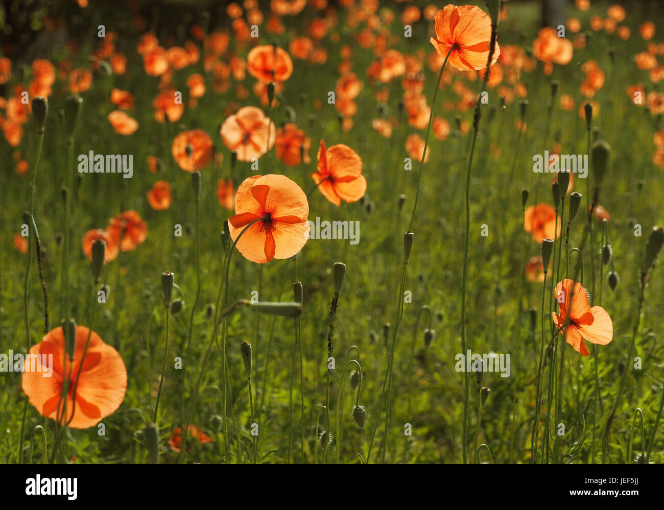 Field of poppies with beautiful morning sun using as natural background ...