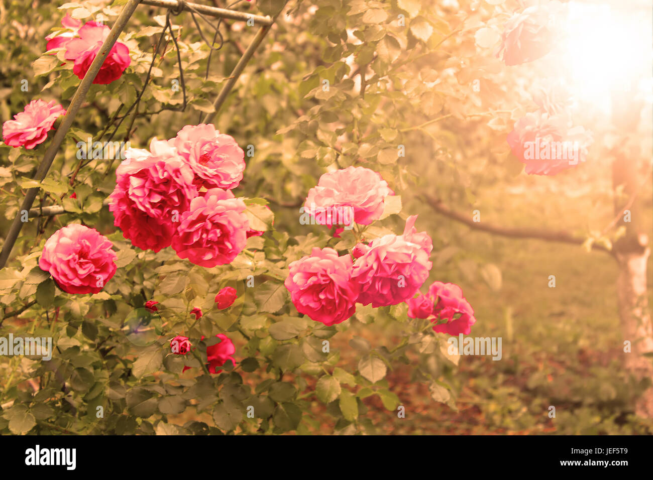 Pink rose in the sunlights in the morning Stock Photo - Alamy