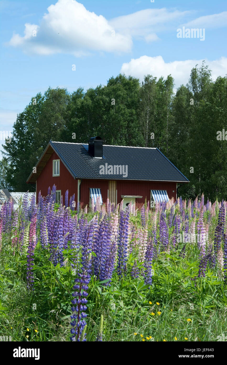 The lupins, seldom also wolf bean or cowardly bean called, are a plant ...