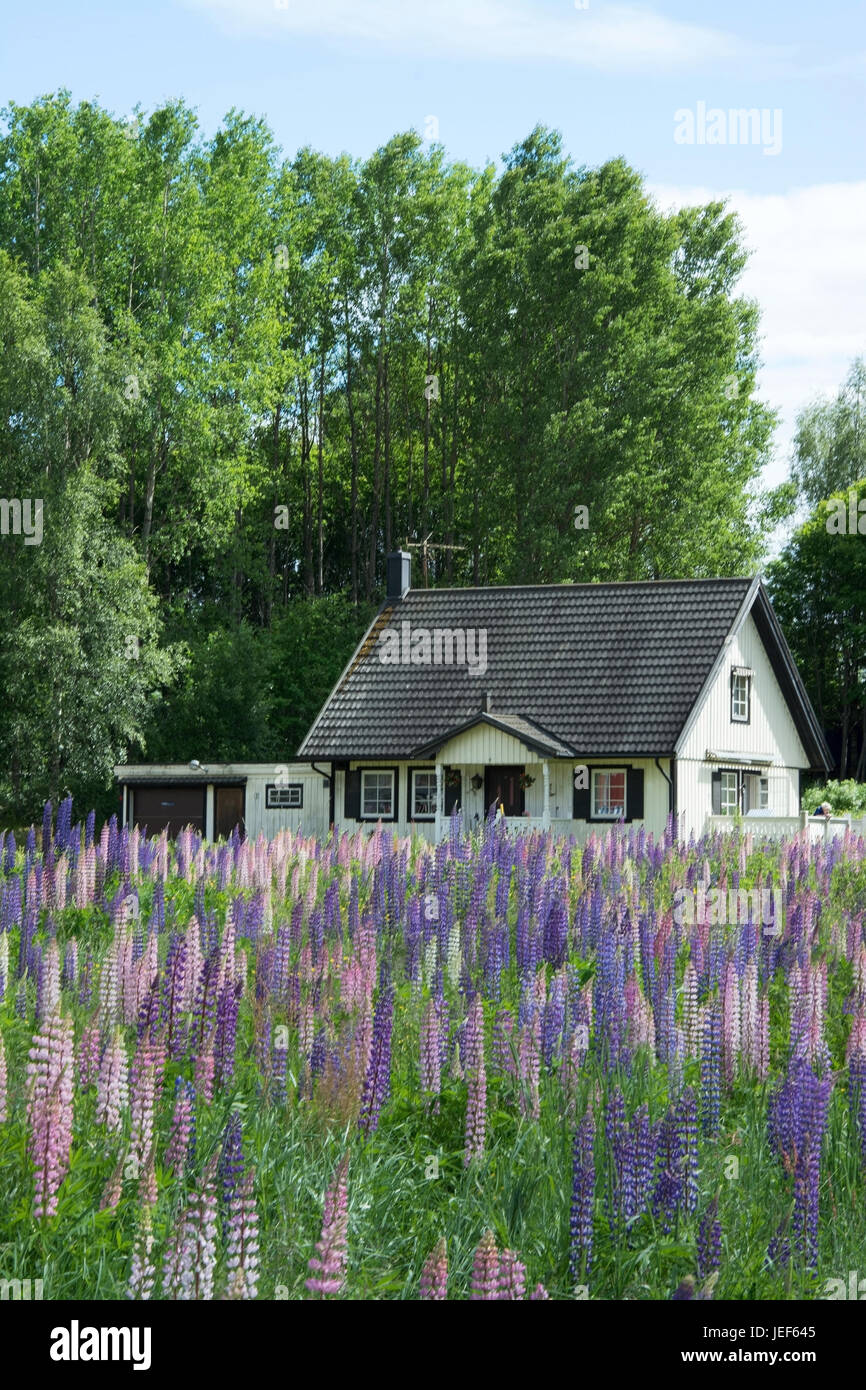 The lupins, seldom also wolf bean or cowardly bean called, are a plant ...