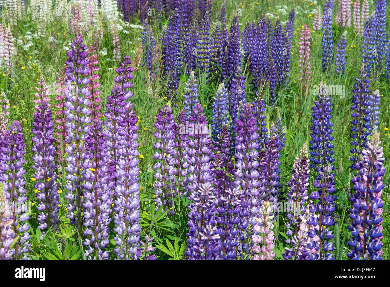 The lupins, seldom also wolf bean or cowardly bean called, are a plant ...