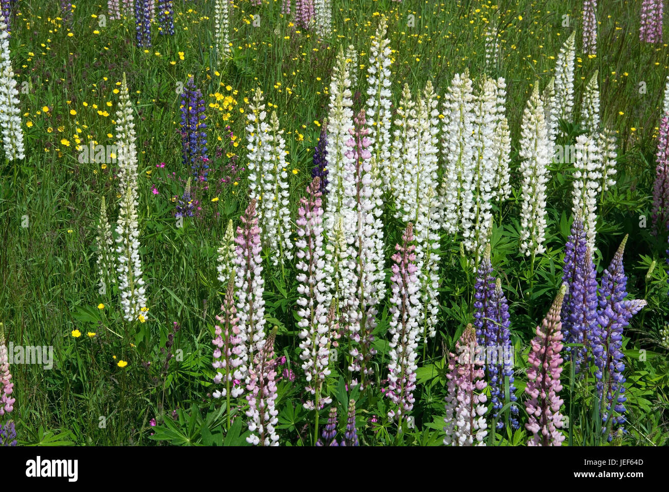 The lupins, seldom also wolf bean or cowardly bean called, are a plant ...