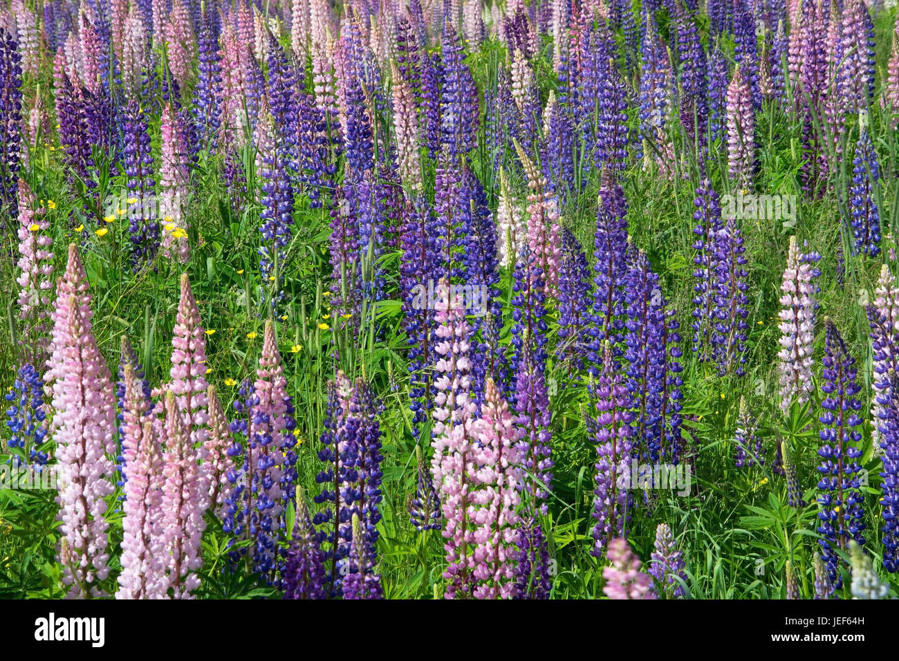 The lupins, seldom also wolf bean or cowardly bean called, are a plant ...