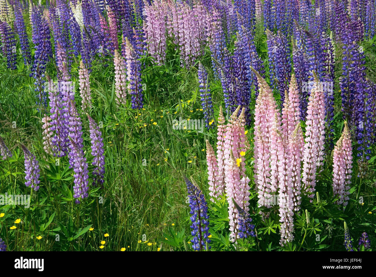 The lupins, seldom also wolf bean or cowardly bean called, are a plant ...