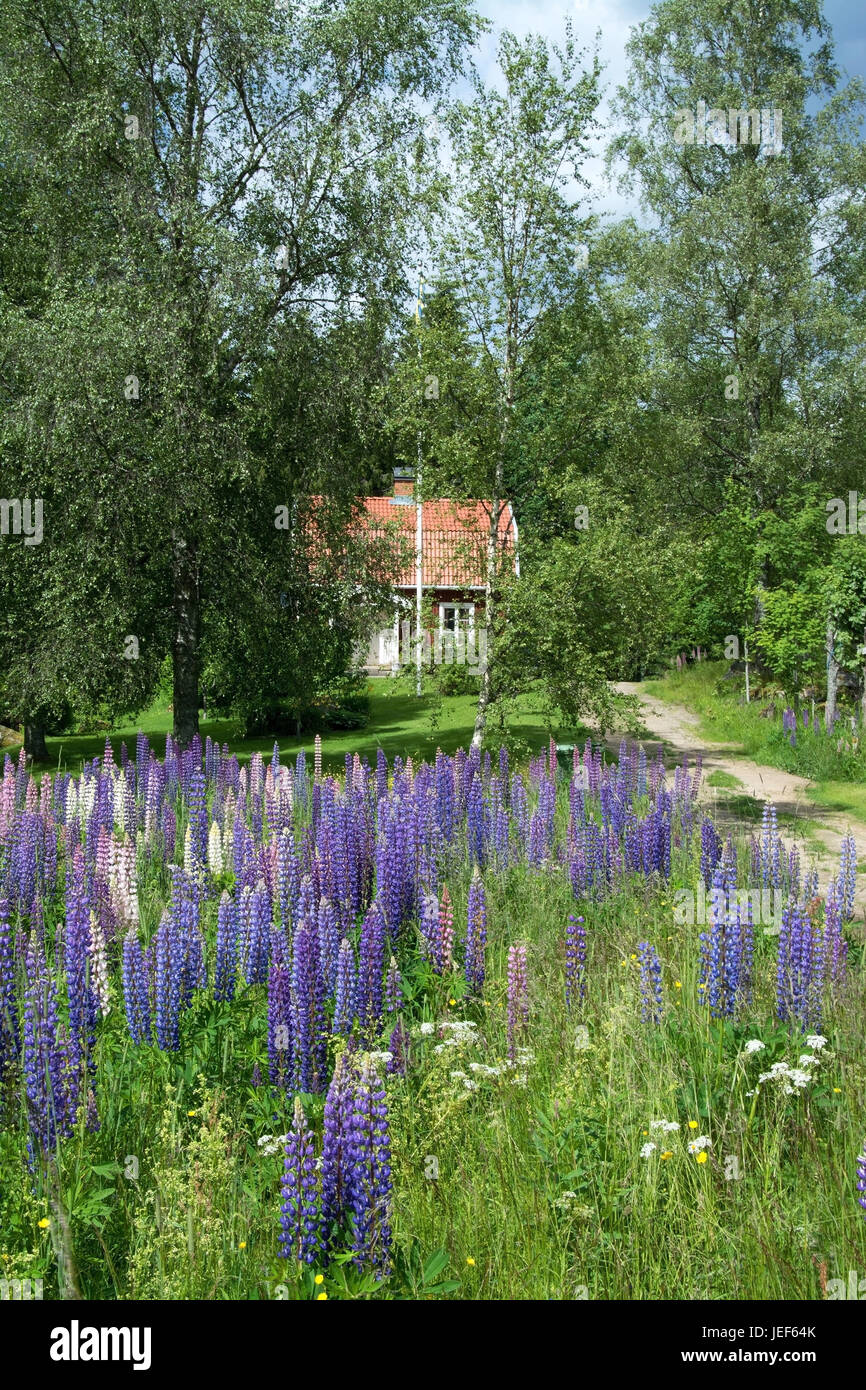 The lupins, seldom also wolf bean or cowardly bean called, are a plant ...