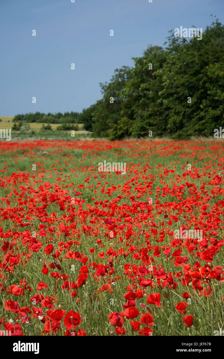 Field with poppies in summer in Sweden., Feld mit Mohnblumen im Sommer ...