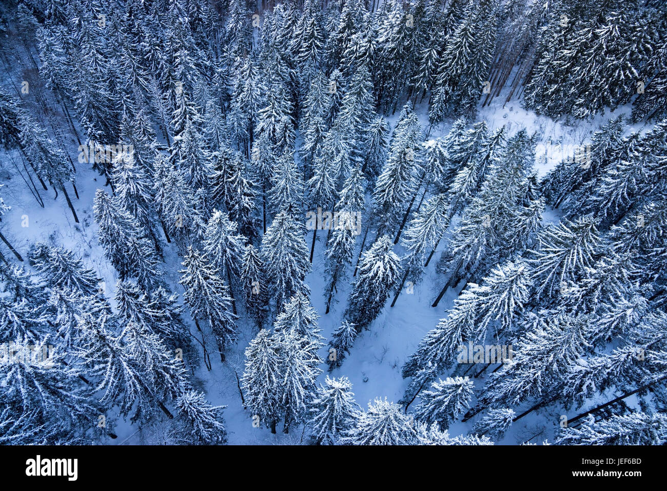 Wood from above photographed, right into a gulch., Wald von oben ...