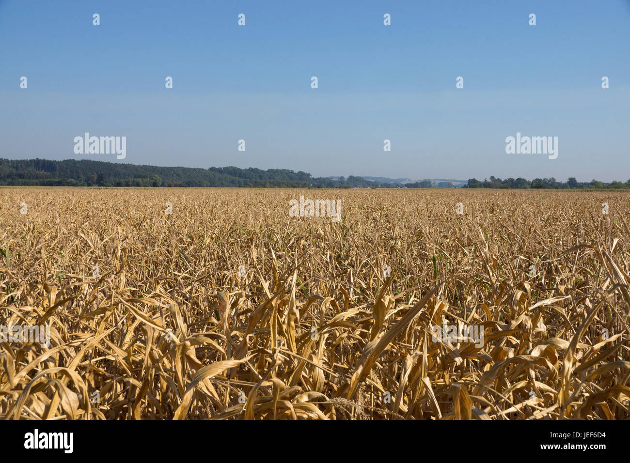 Field in Germany in July after persistent dryness., Feld in Deutschland ...