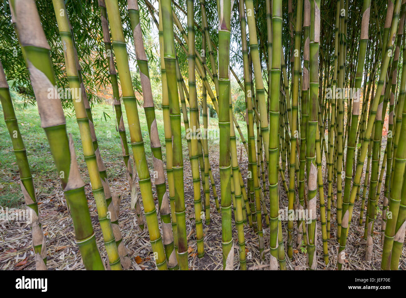 Bamboo plant Bambusoideae Stock Photo - Alamy