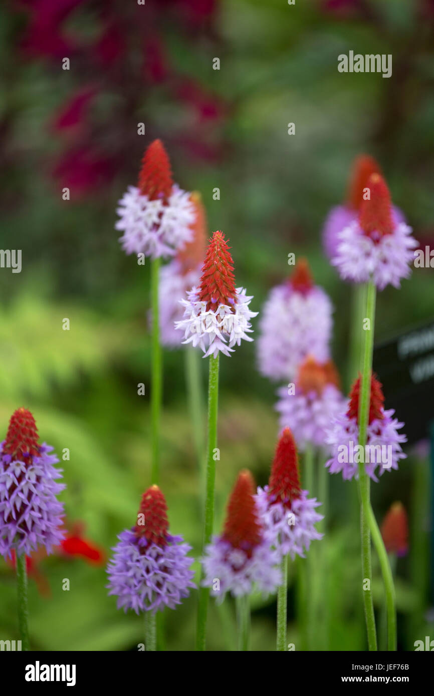 Garden border plants primulas hi-res stock photography and images - Alamy