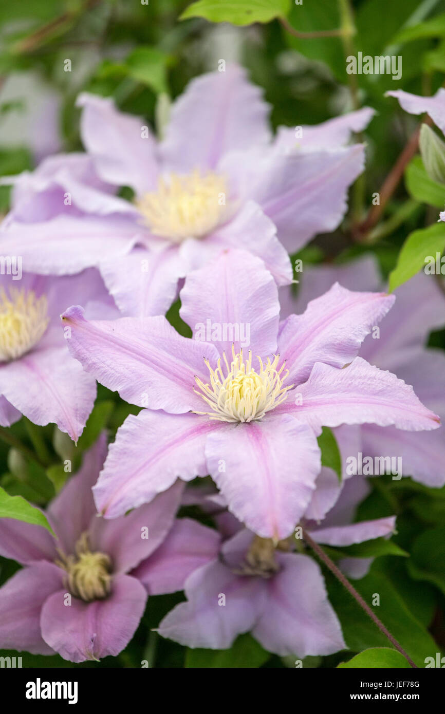 Clematis Flower Border Stock Photos & Clematis Flower Border Stock ...