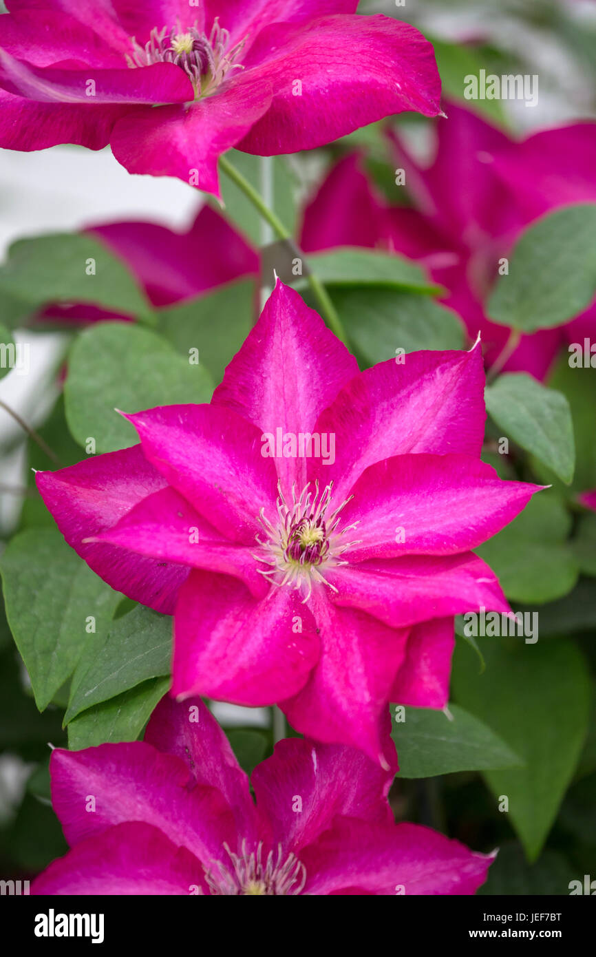 Clematis plants hi-res stock photography and images - Alamy