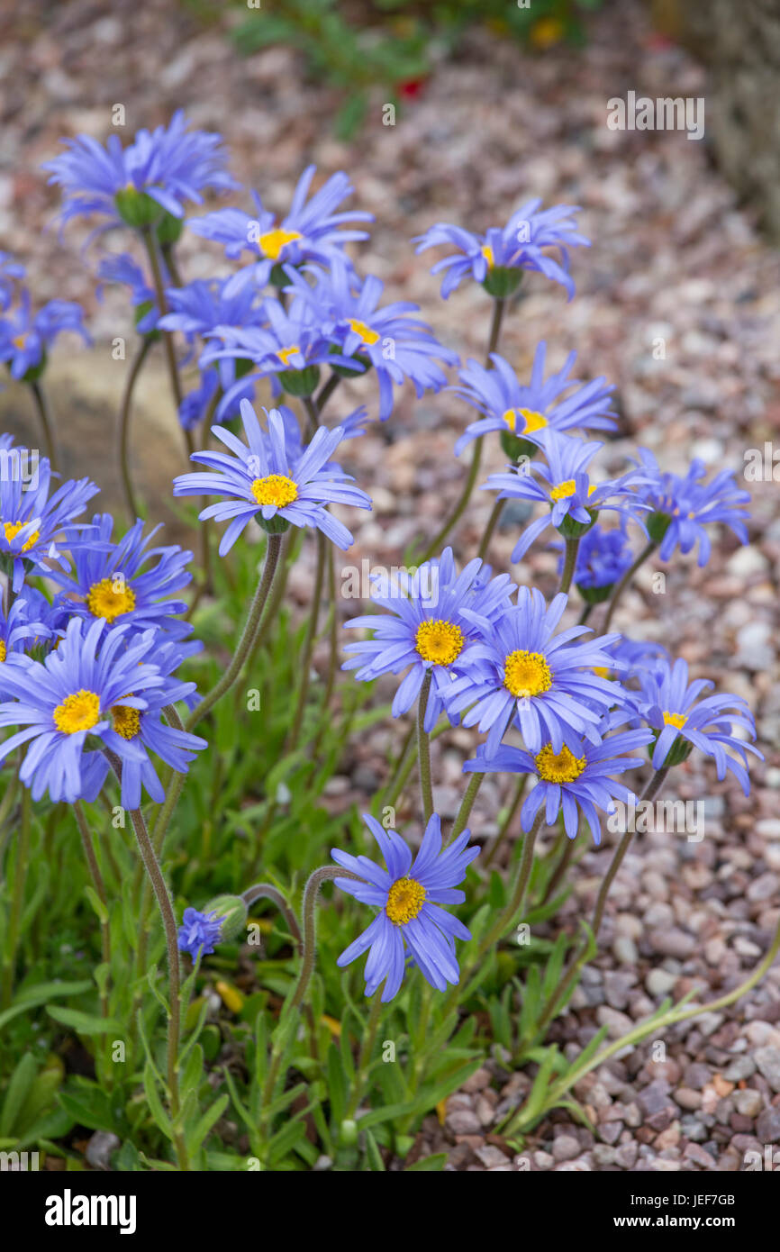 Natalensis hi-res stock photography and images - Alamy