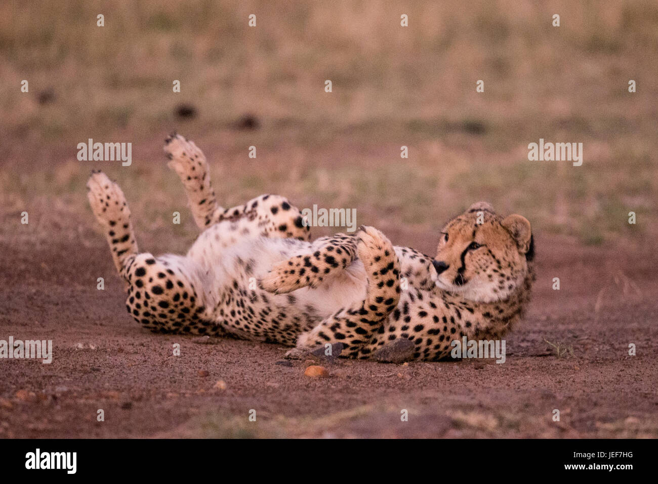Cheetah Rolling High Resolution Stock Photography and Images - Alamy