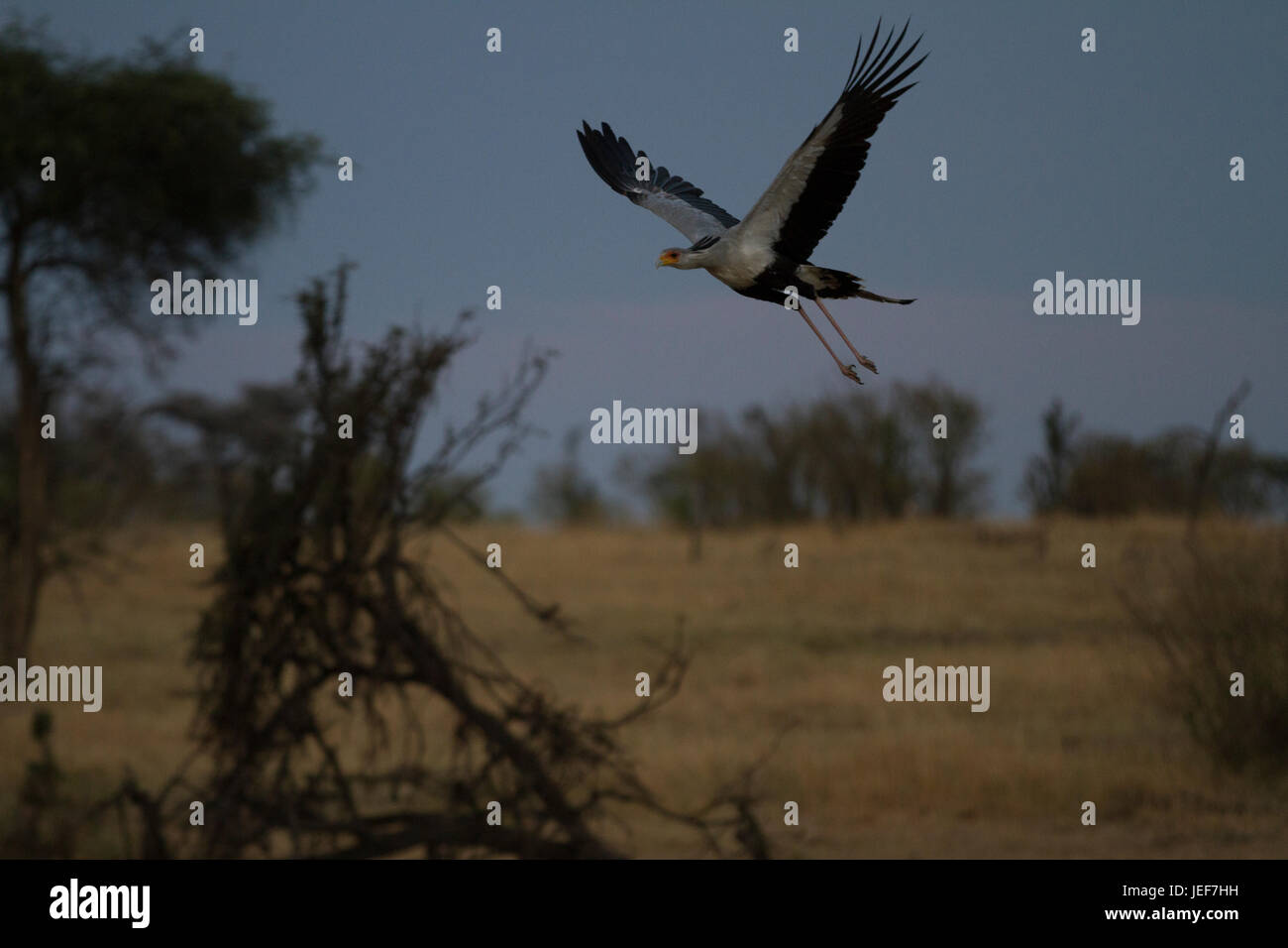 Secretary Bird in flight Stock Photo - Alamy