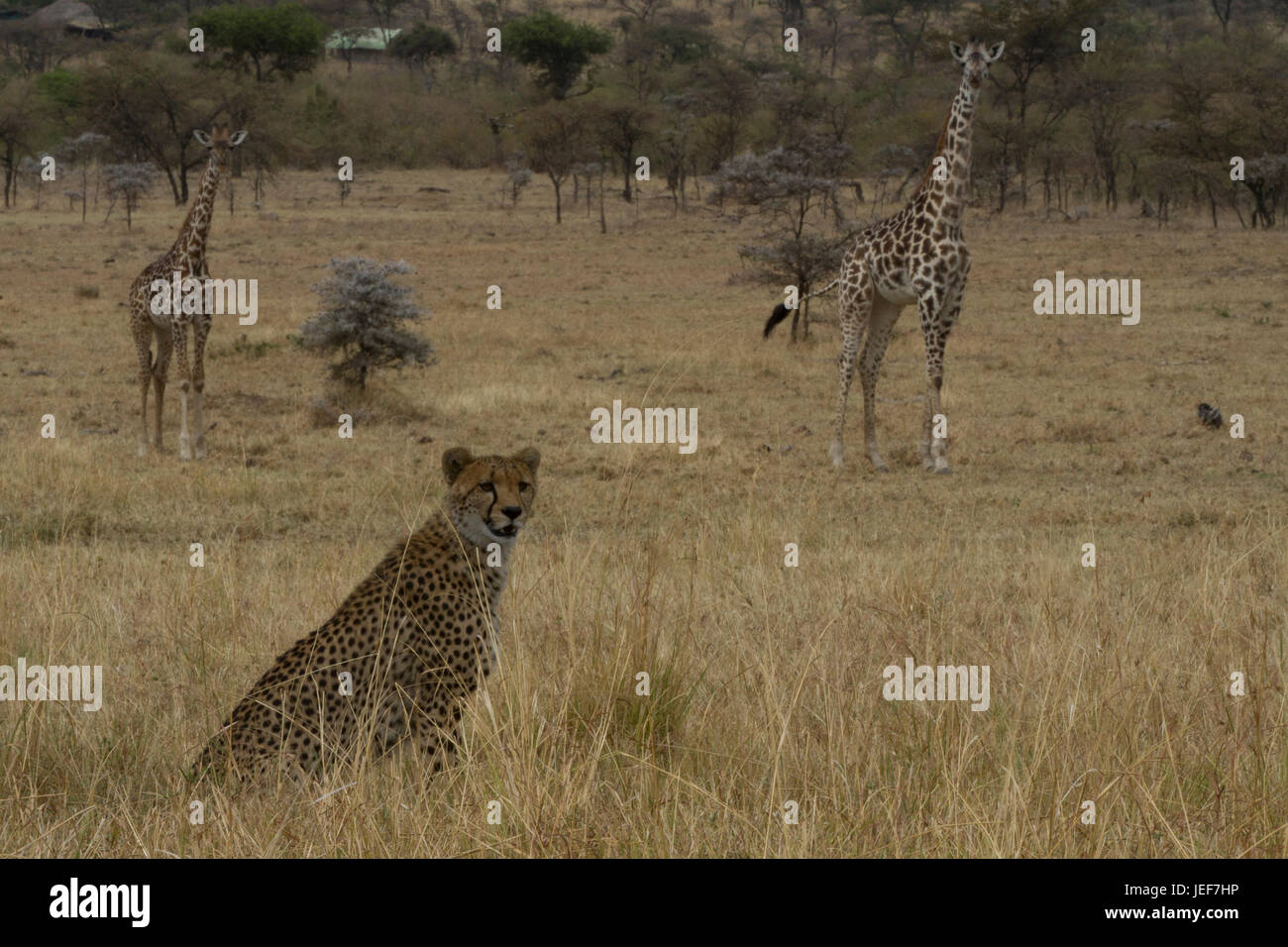 Cheetah with Giraffes Stock Photo - Alamy