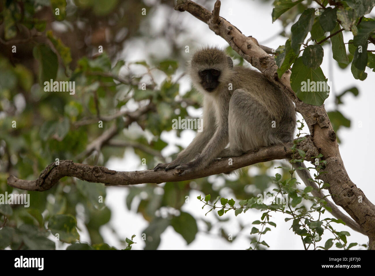 Vervet Monkey in a tree Stock Photo - Alamy
