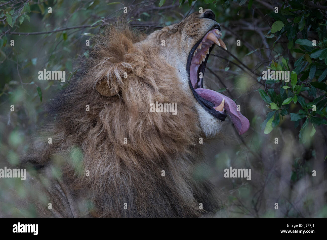 Waking lion hi-res stock photography and images - Alamy