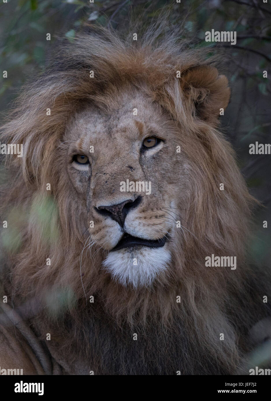 Waking lion hi-res stock photography and images - Alamy