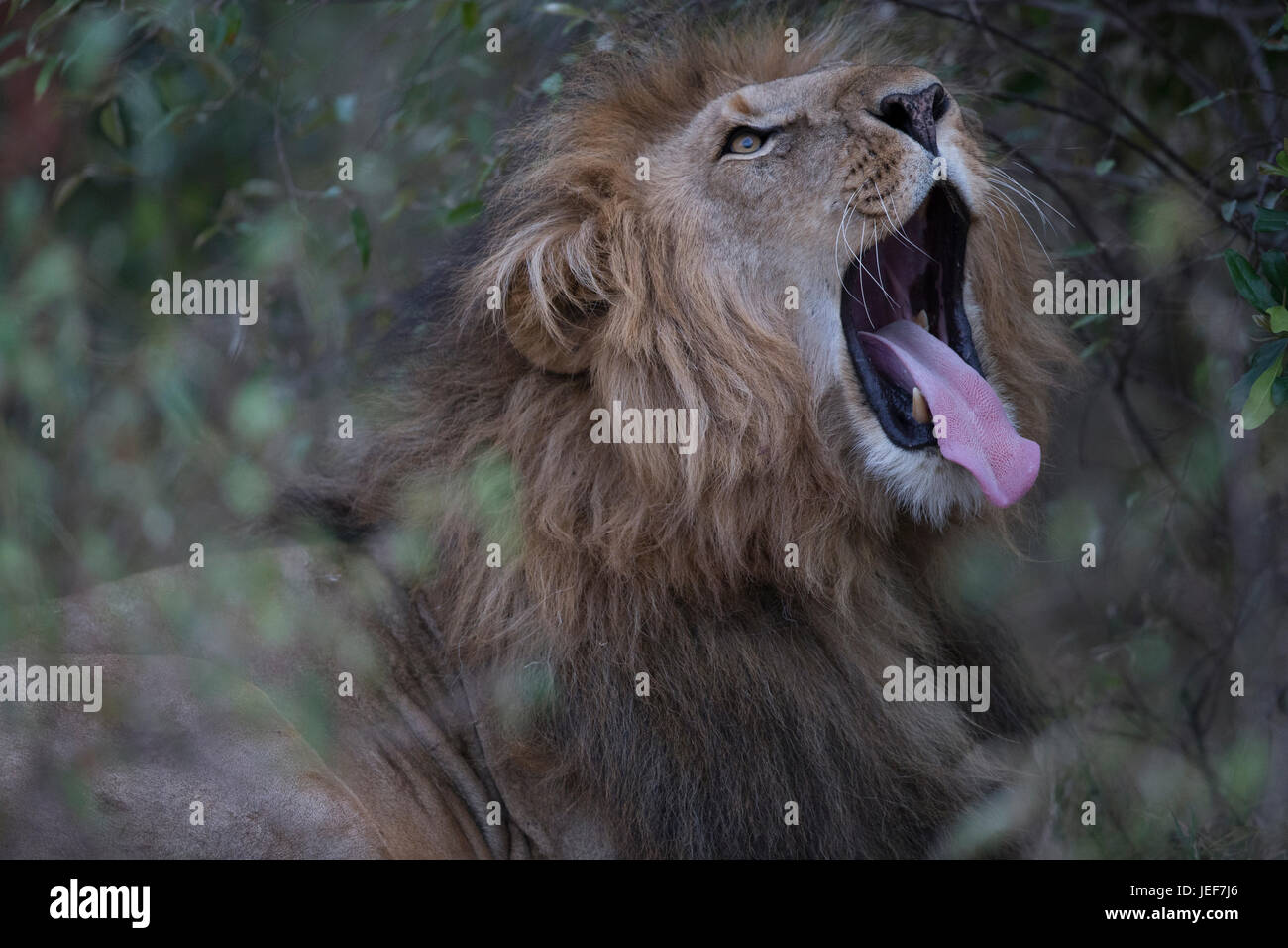 Waking lion hi-res stock photography and images - Alamy