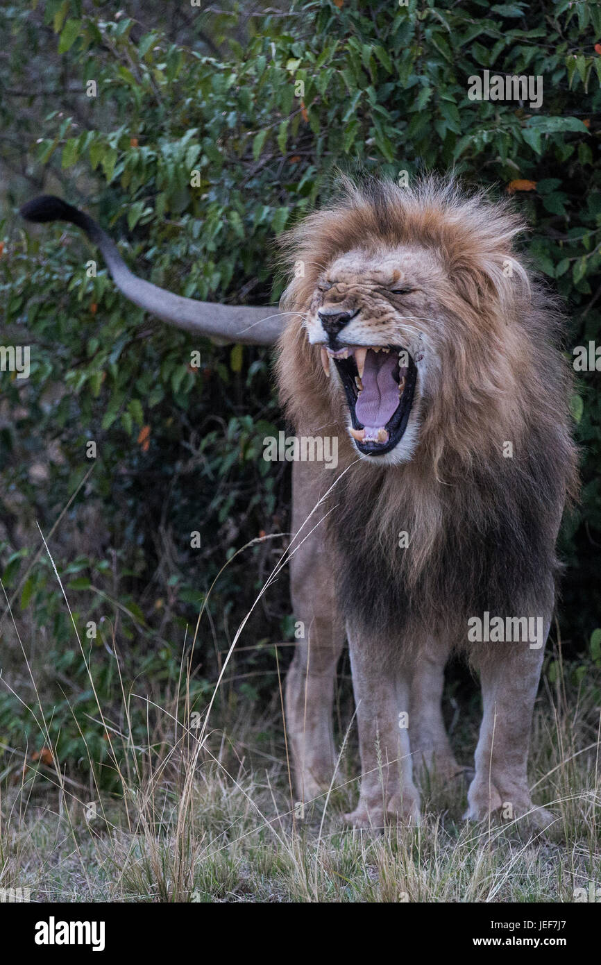 Waking lion hi-res stock photography and images - Alamy